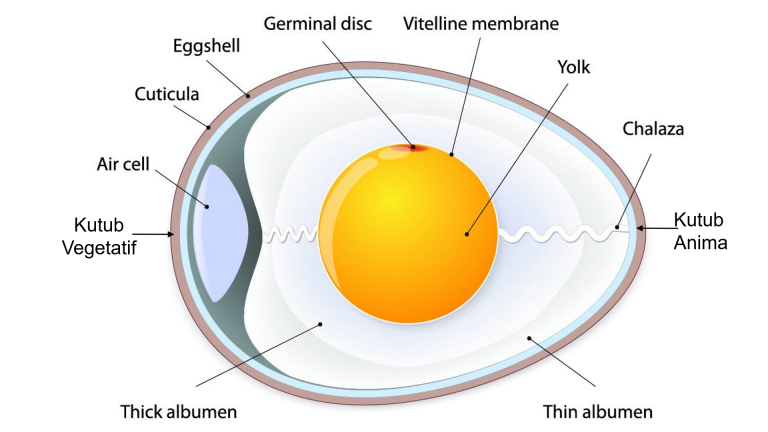 Perbedaan Tipe Telur Beserta Contoh – INOVASI BIOLOGI