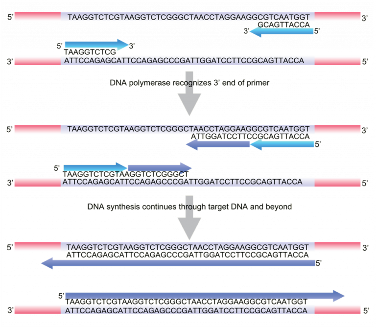 Polymerase Chain Reaction (Amplifikasi DNA) – INOVASI BIOLOGI
