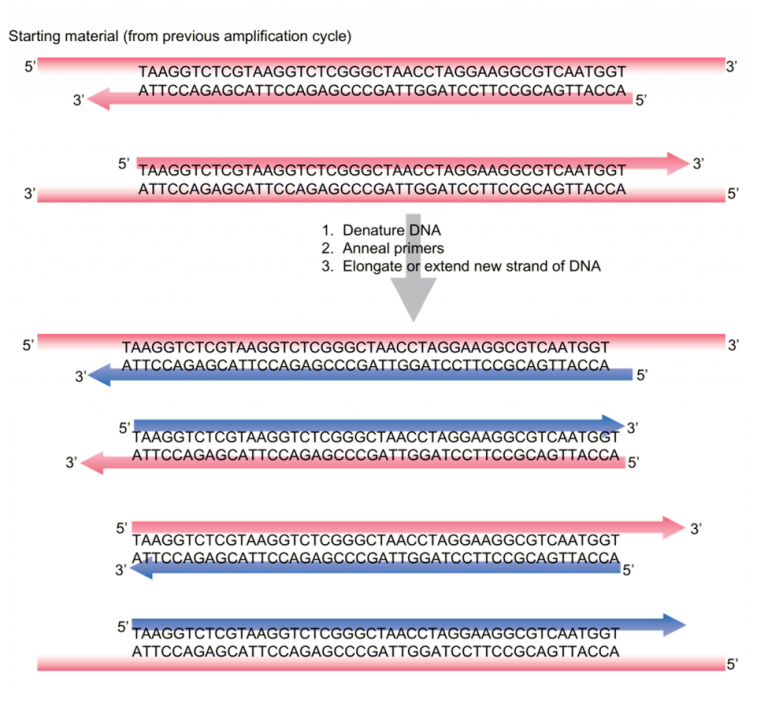 Polymerase Chain Reaction (Amplifikasi DNA) – INOVASI BIOLOGI
