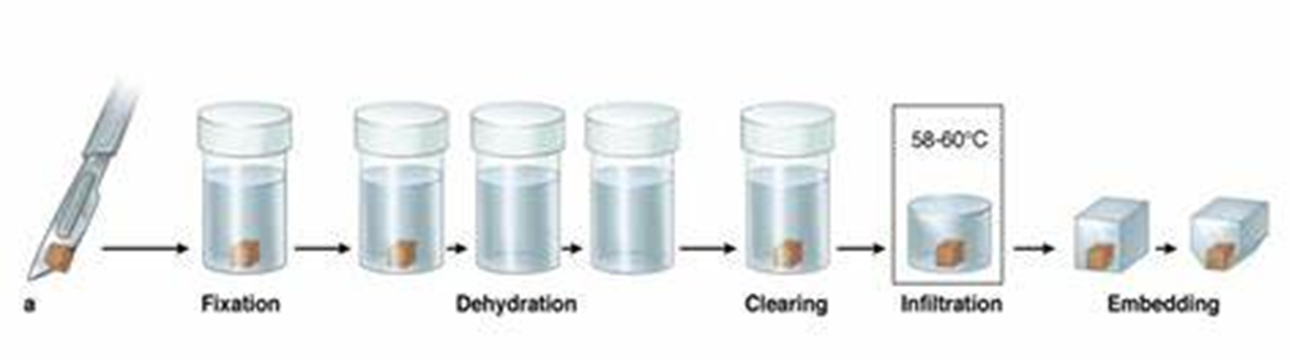 Dehidrasi – INOVASI BIOLOGI