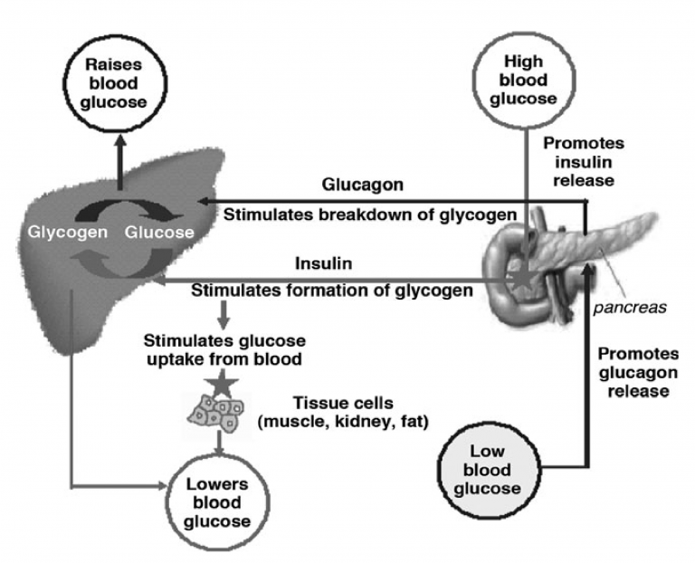 Diabetes Melitus: Patofisiologi, Klasifikasi, Diagnosis, Manajemen ...