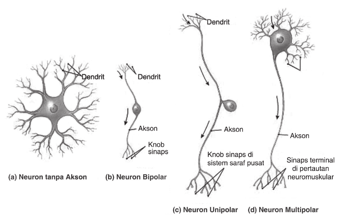 Sel pada Sistem Saraf – INOVASI BIOLOGI