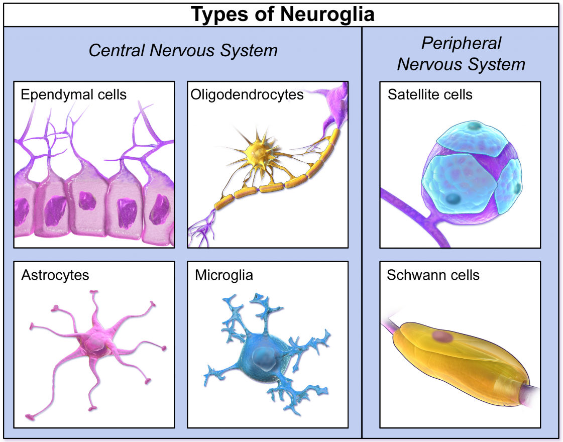 Sel pada Sistem Saraf – INOVASI BIOLOGI
