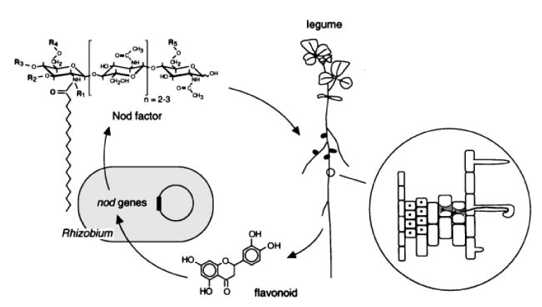 Bintil Akar: Regulasi Simbiosis Antara Akar dan Rhizobium – INOVASI BIOLOGI